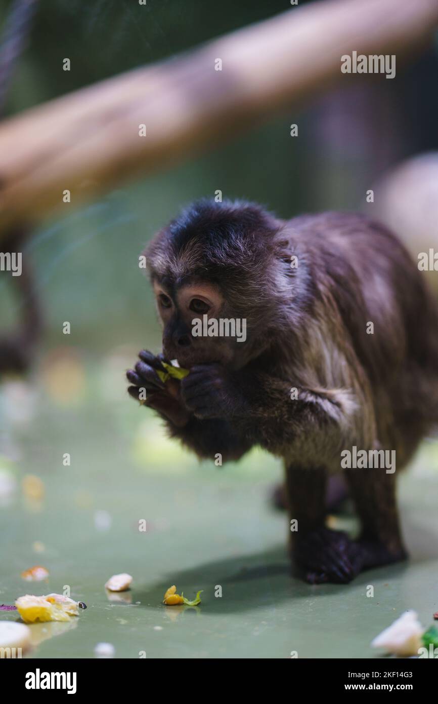 A vertical shot of a Wedge-capped capuchin (Cebus olivaceus) in a zoo ...