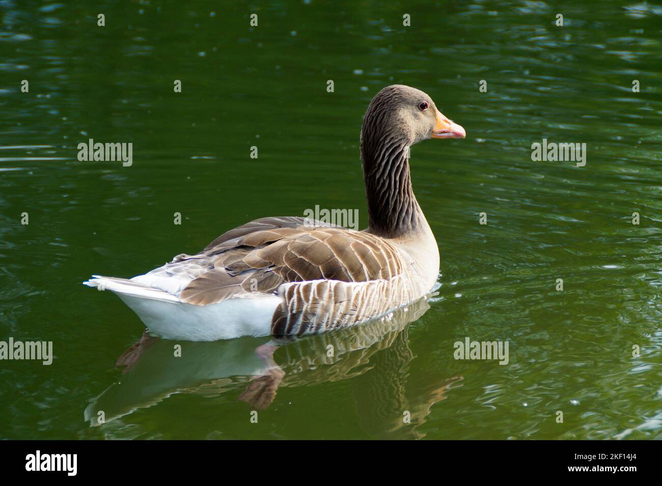 a beautiful curious greylag goose with beautiful eyes Stock Photo - Alamy