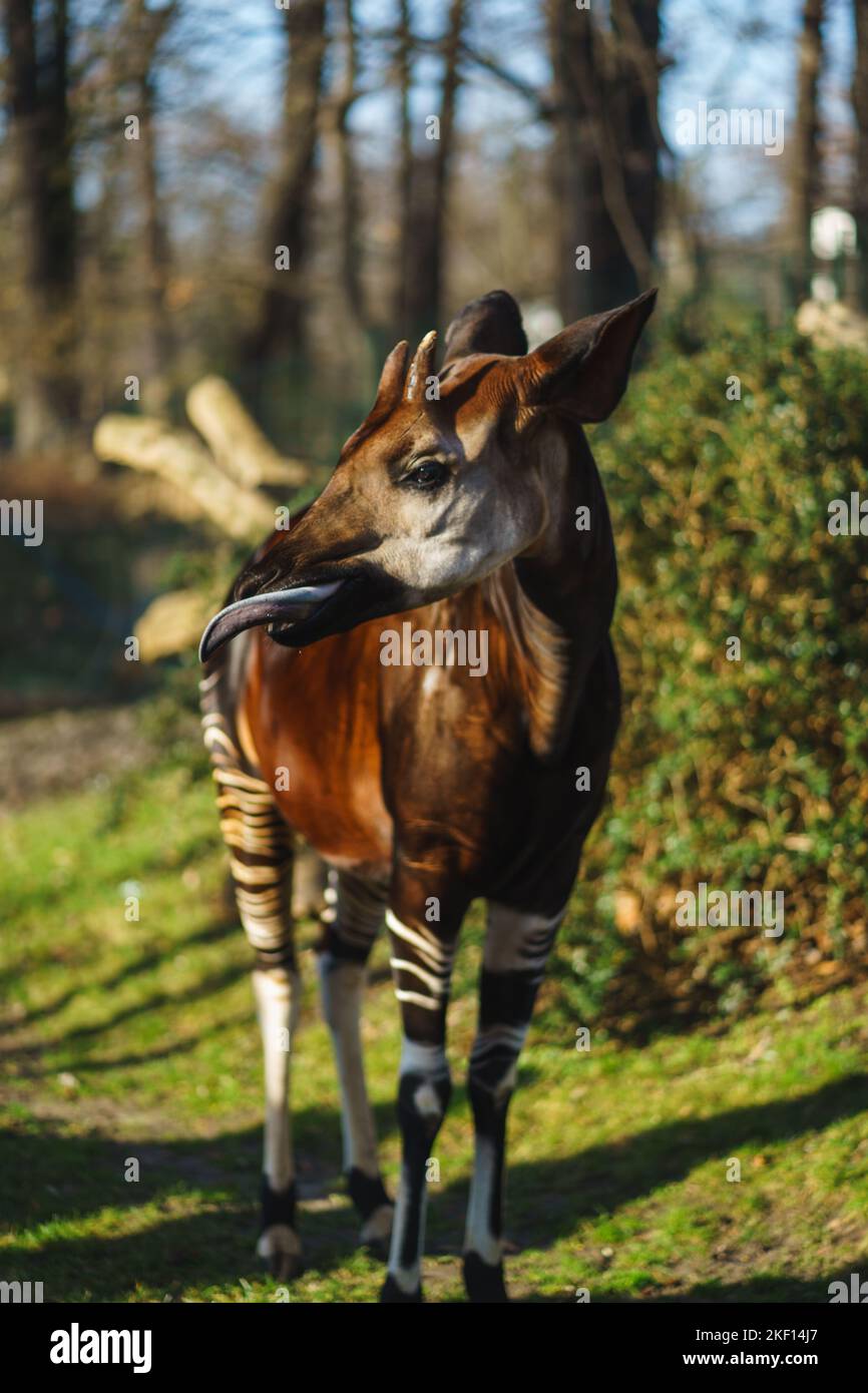 A vertical shot of a Okapi (Okapia johnstoni) in a zoo on the blurred ...