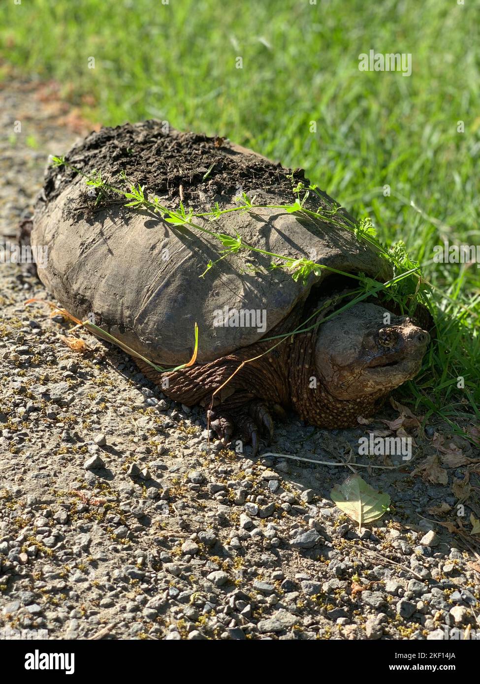 Snapping turtle head shot hi-res stock photography and images - Alamy