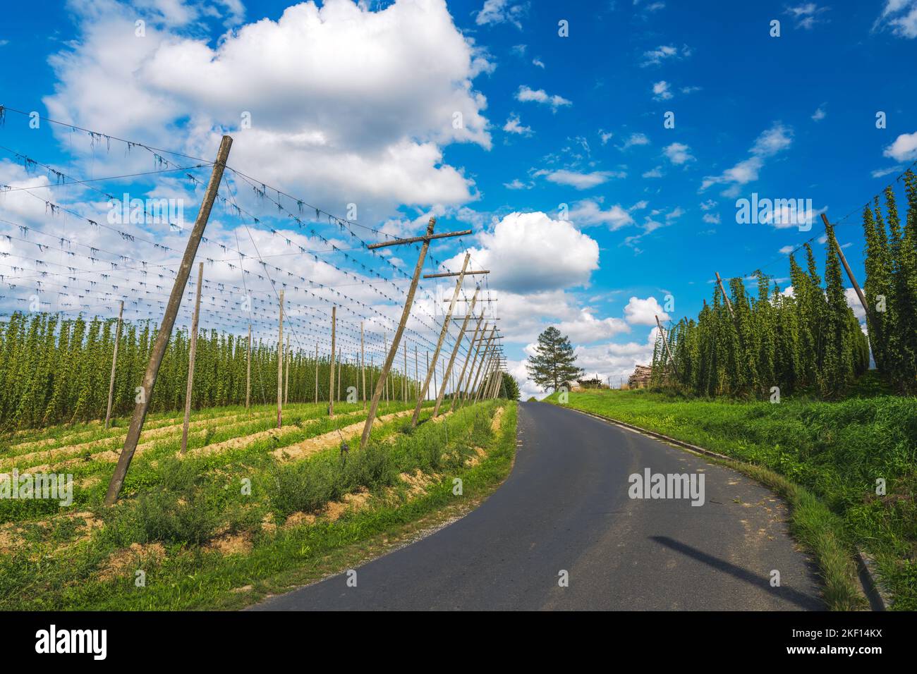 Growing hops in a hop garden in Bavaria, in an area called Hallertau ...