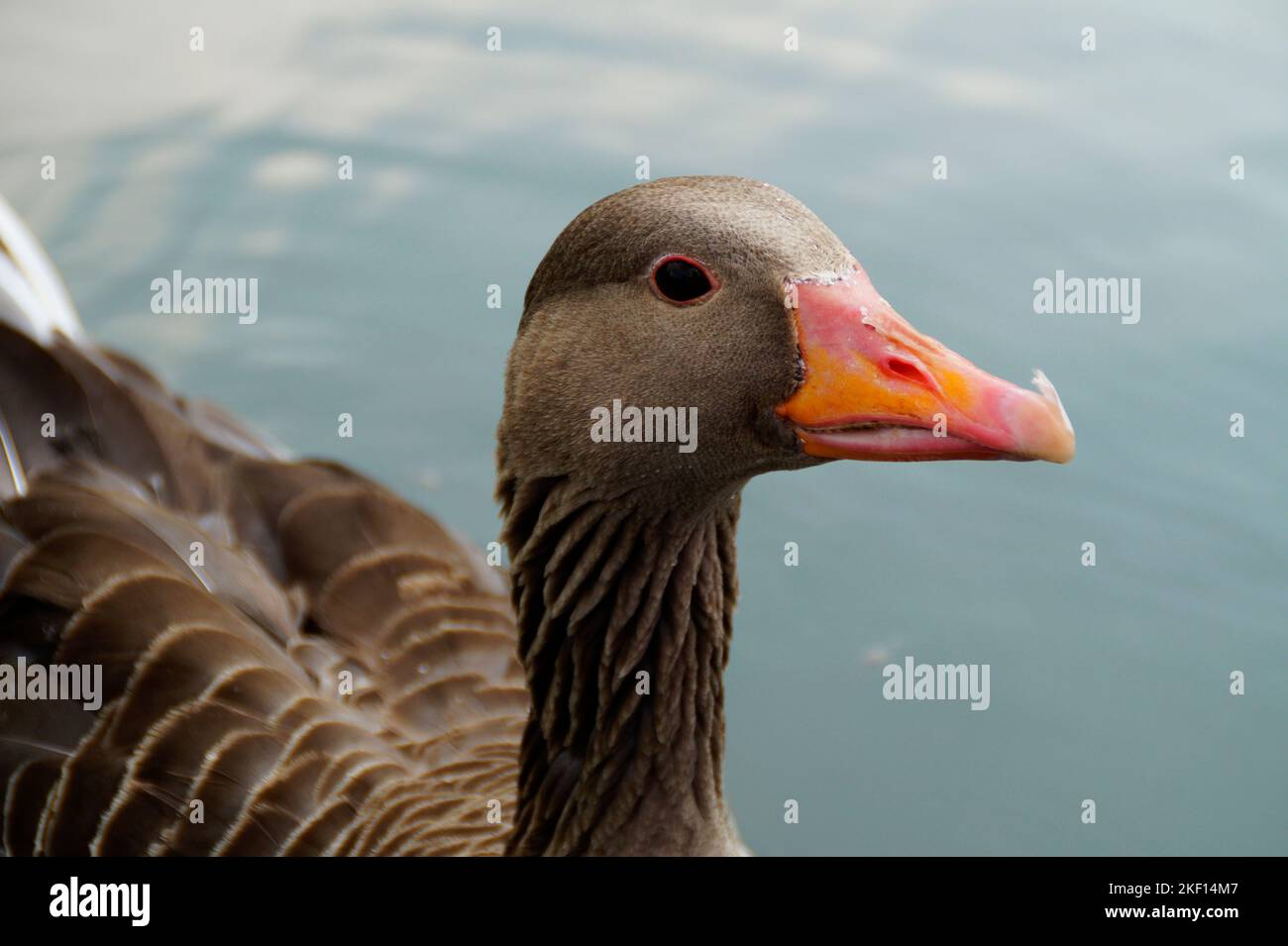a beautiful curious greylag goose with beautiful eyes Stock Photo - Alamy