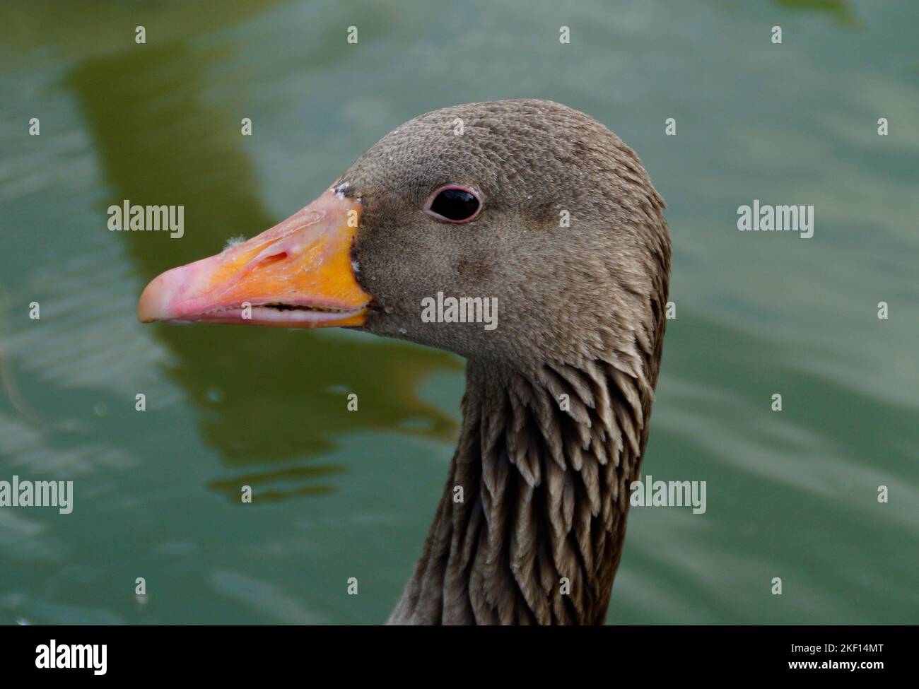 a beautiful curious greylag goose with beautiful eyes Stock Photo - Alamy