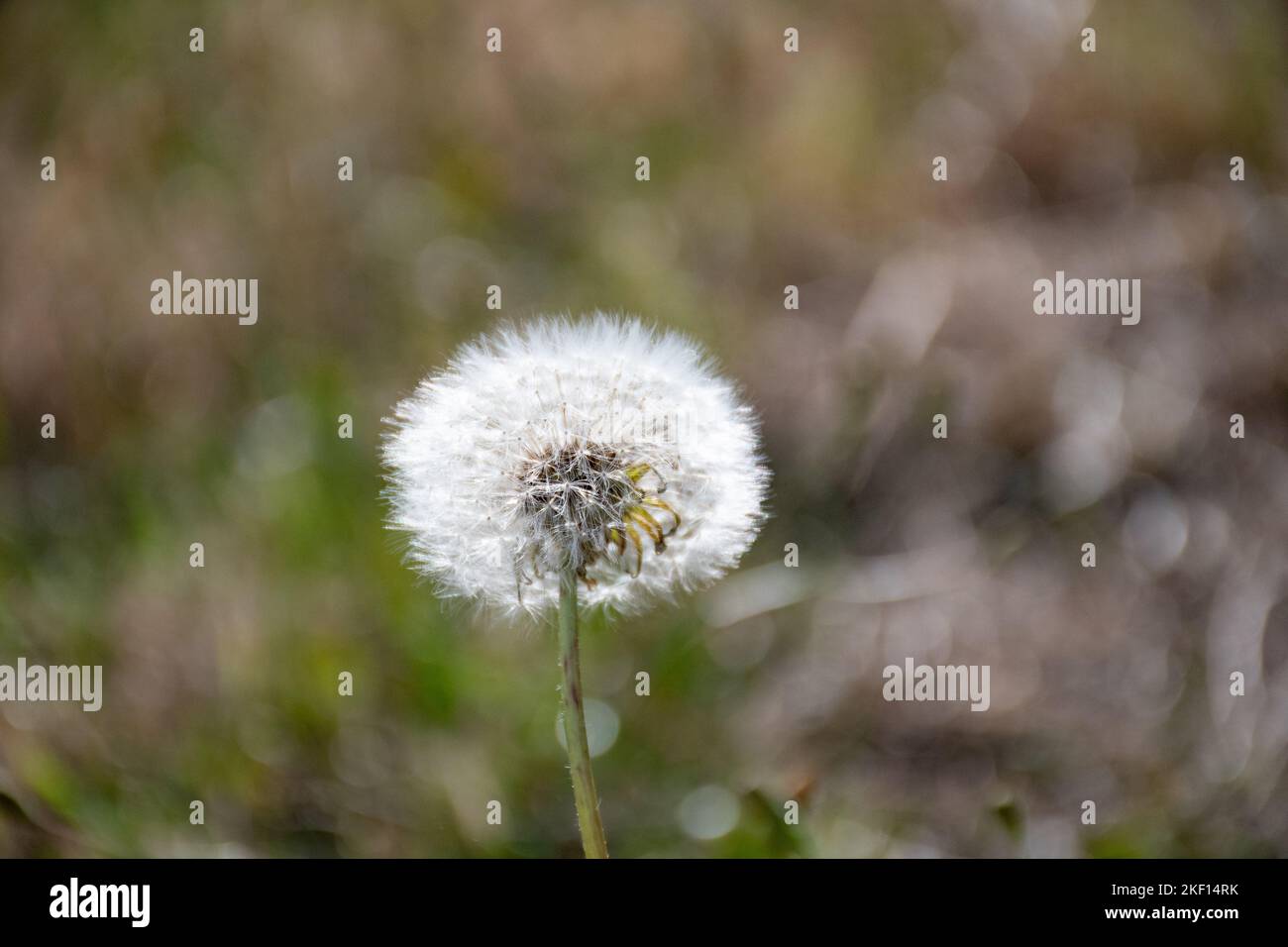 Seed ball hi-res stock photography and images - Alamy