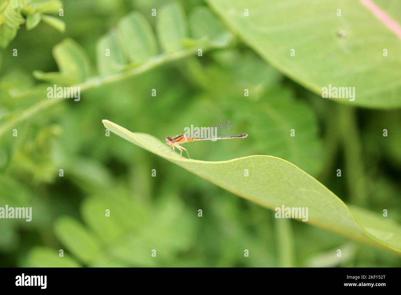 A closeup shot of an insect on a leaf Stock Photo - Alamy