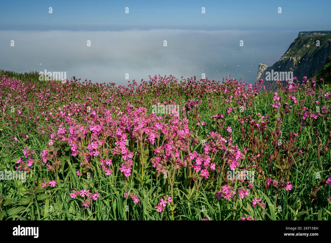 Red Campion Bempton cliffs Yorkshire Stock Photo - Alamy