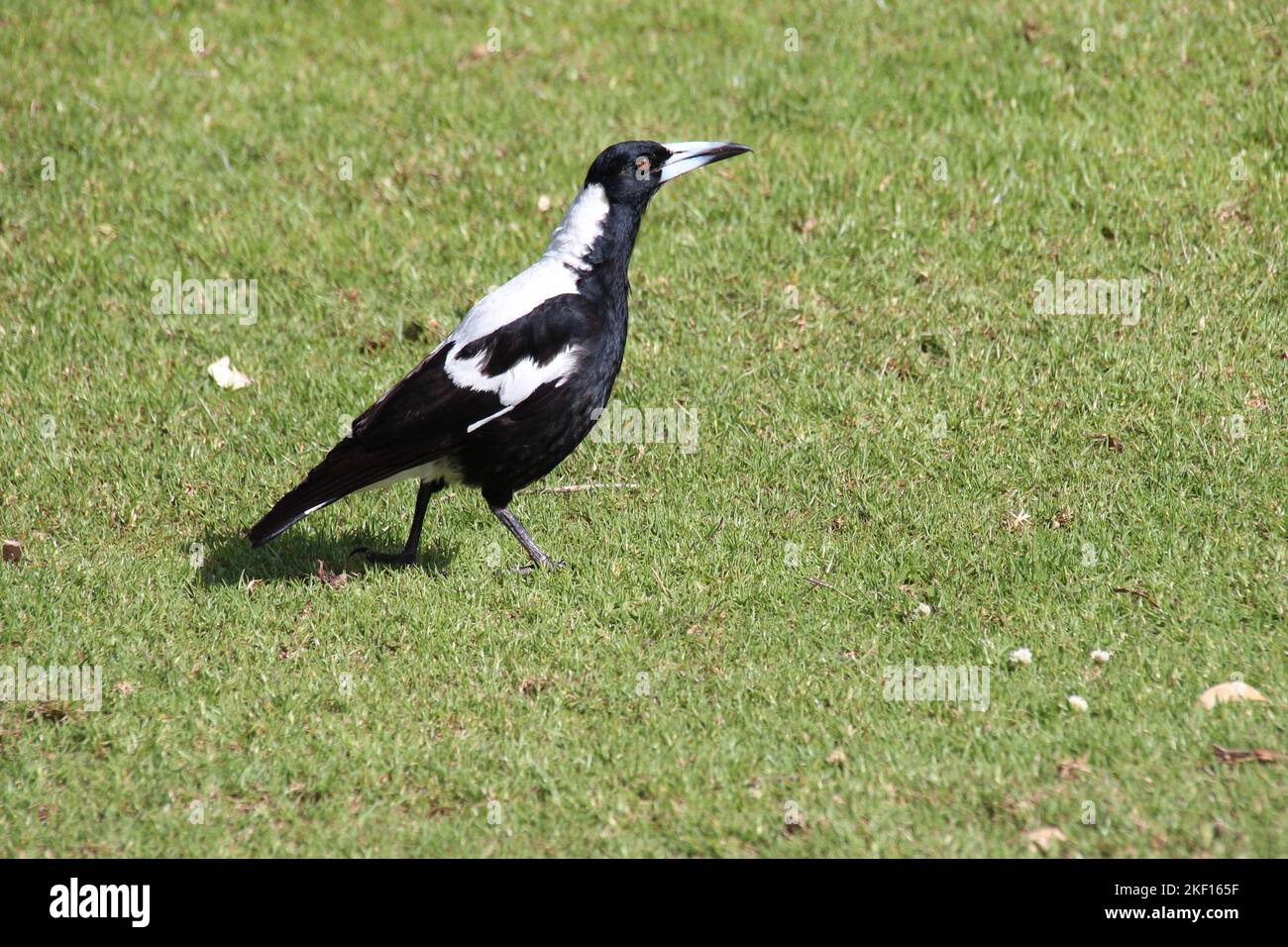 australian magpie in australia Stock Photo - Alamy