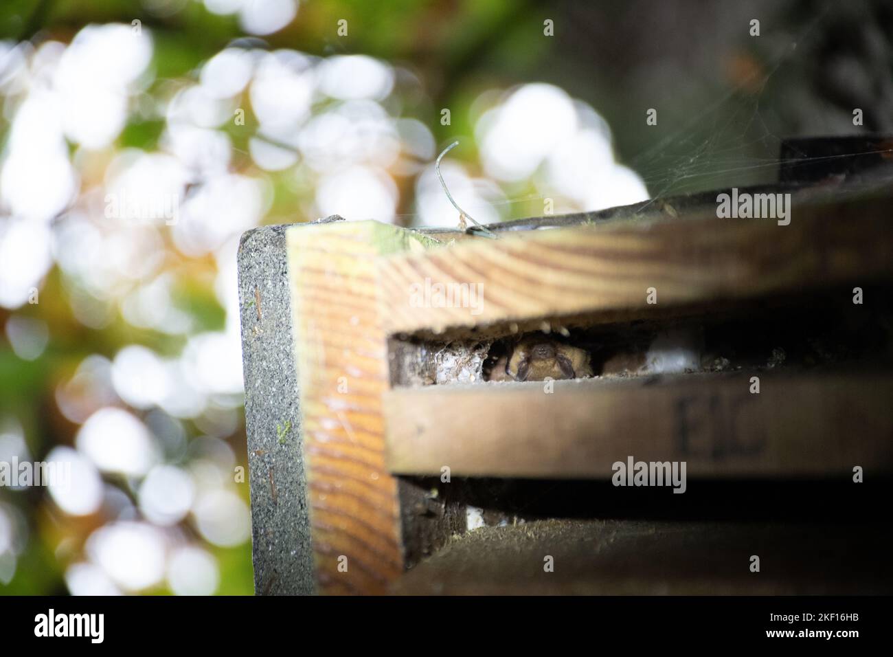 bats resting in a bat box Stock Photo - Alamy