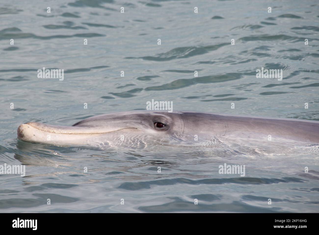 wild dolphin at shark bay in australia Stock Photo - Alamy