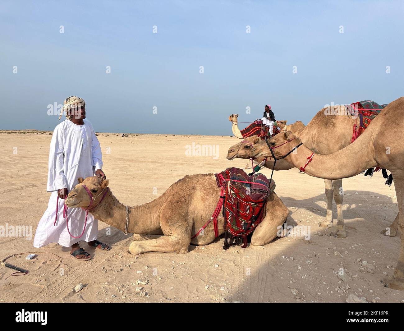 Group of Camel walking in Inland sea. sea line beach Qatar Stock Photo ...