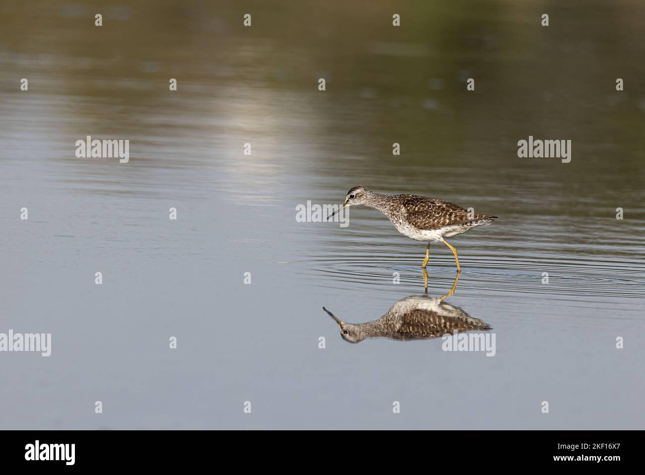 Green sandpiper and uk hi-res stock photography and images - Alamy