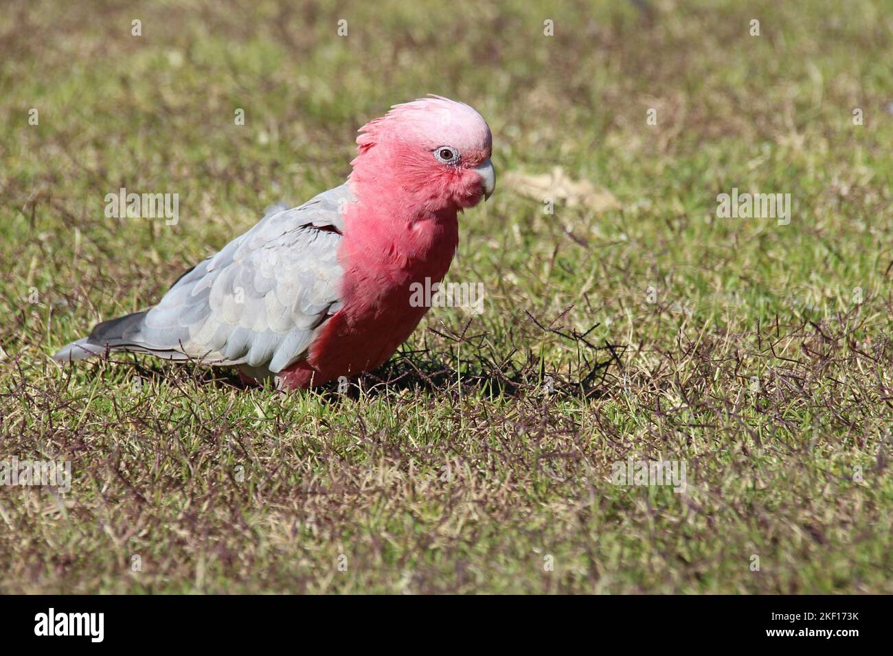 galah (rose-breasted cockatoo) in australia Stock Photo - Alamy