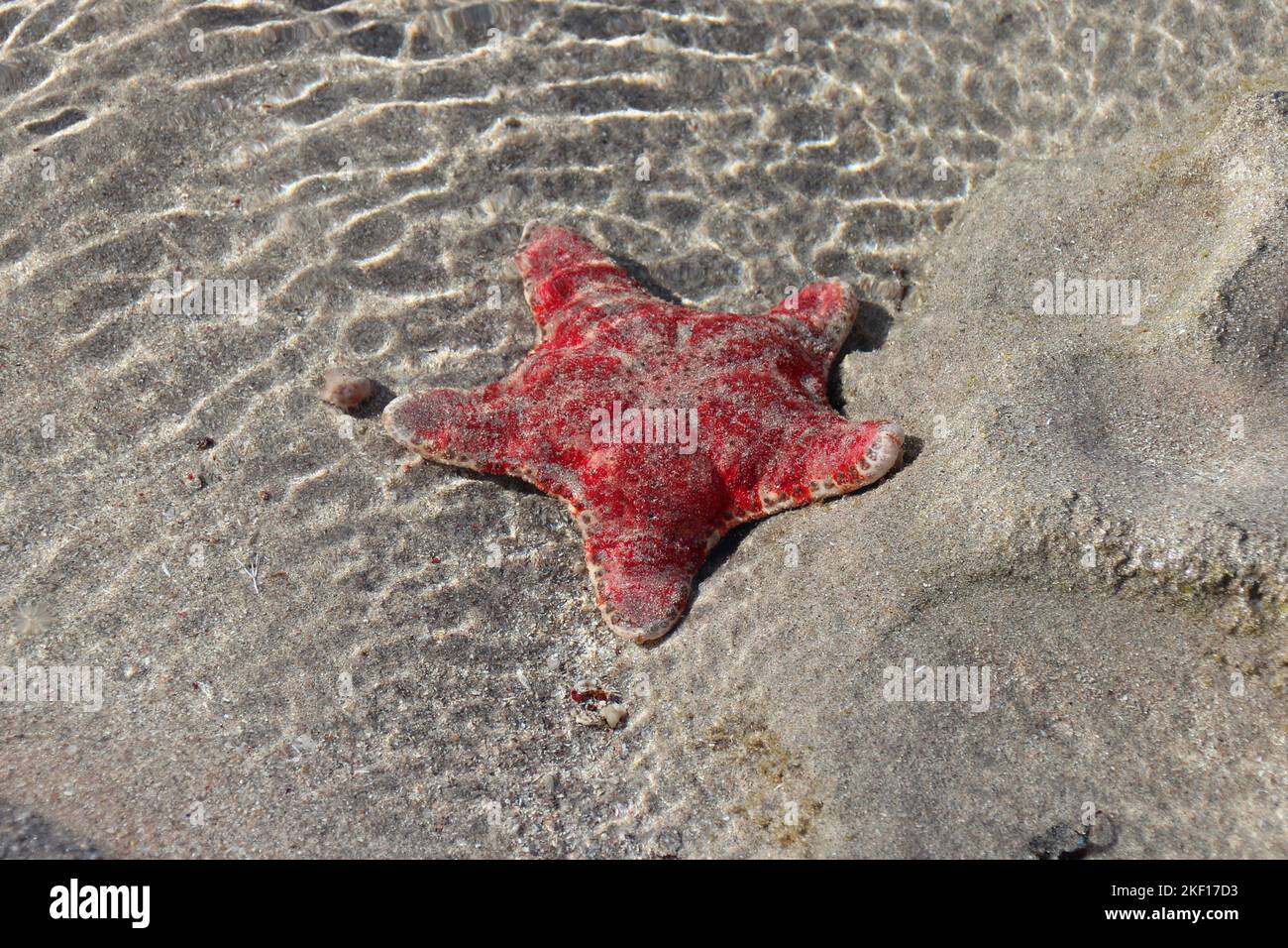 starfish in australia Stock Photo - Alamy