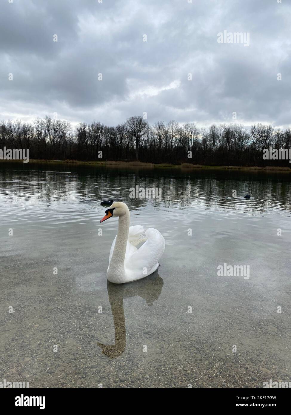 A vertical shot of a white swan swimming on the lake Stock Photo - Alamy