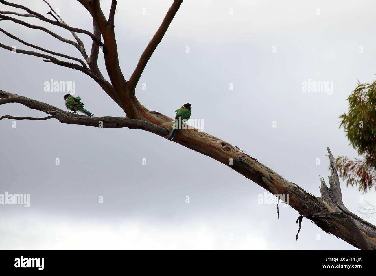 parrots or parakeets in australia Stock Photo - Alamy