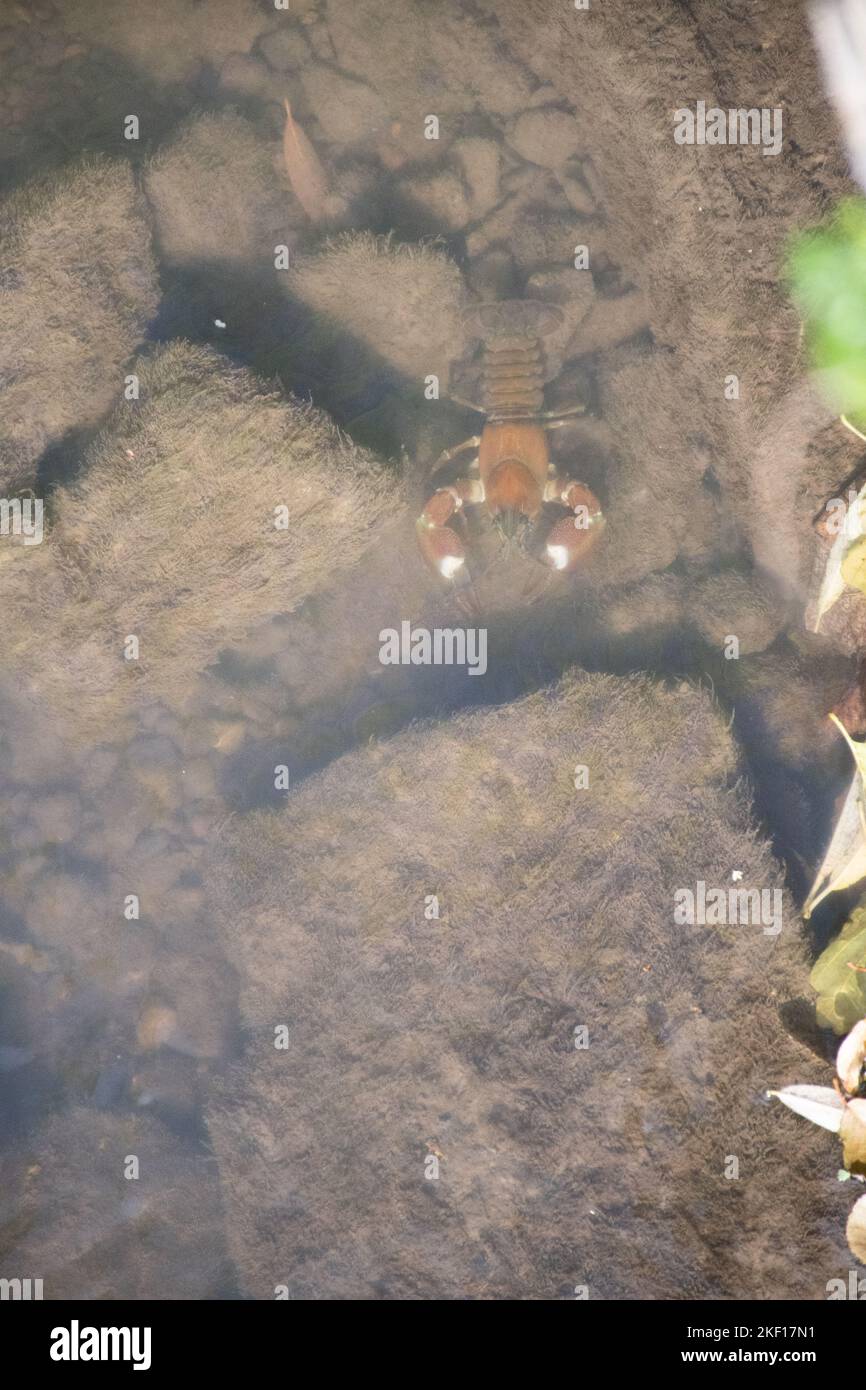signal crayfish walking along the riverbed Stock Photo - Alamy