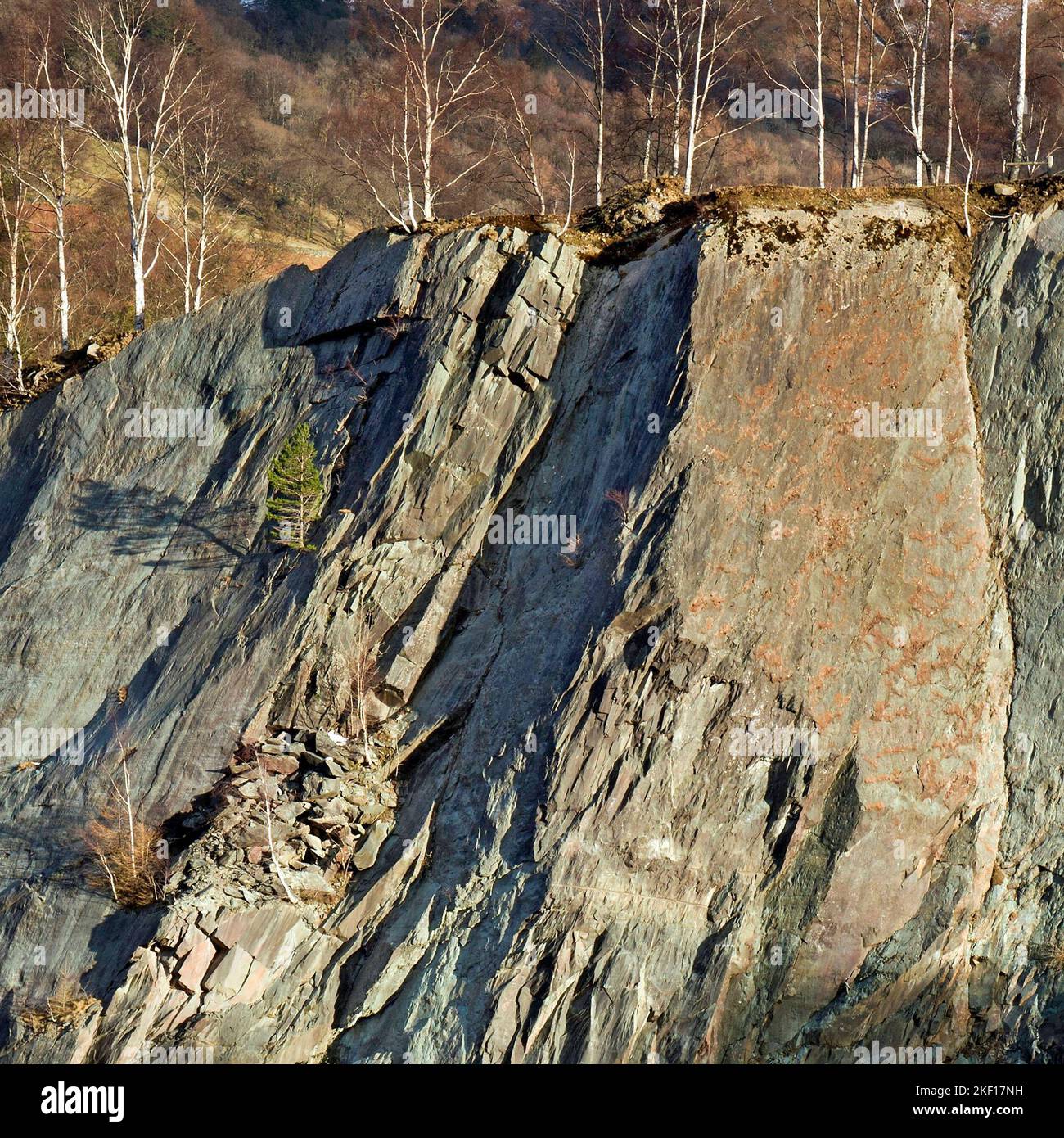 Birch trees growing on top Slate Quarry at the eastern end of The Great ...