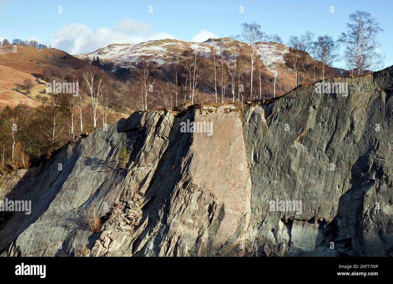 Birch trees growing on top Slate Quarry at the eastern end of The Great ...
