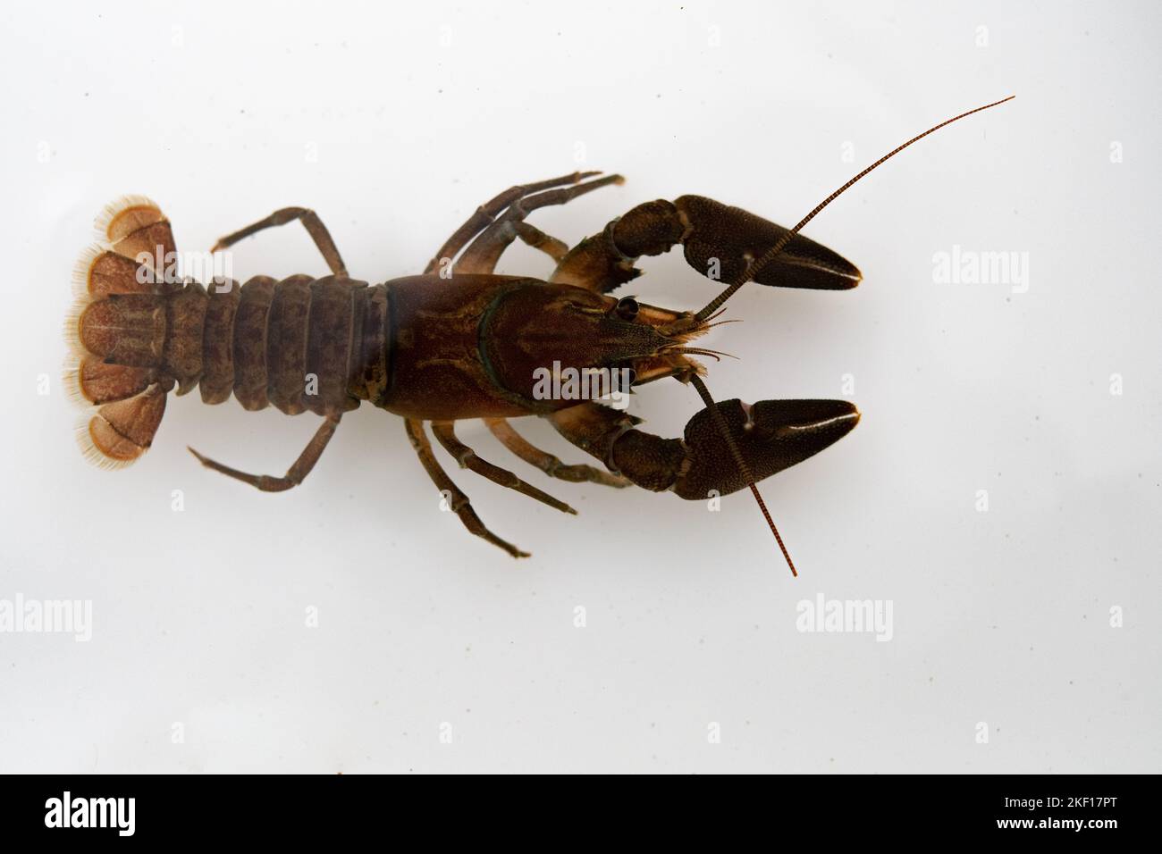 signal crayfish walking along the riverbed Stock Photo - Alamy