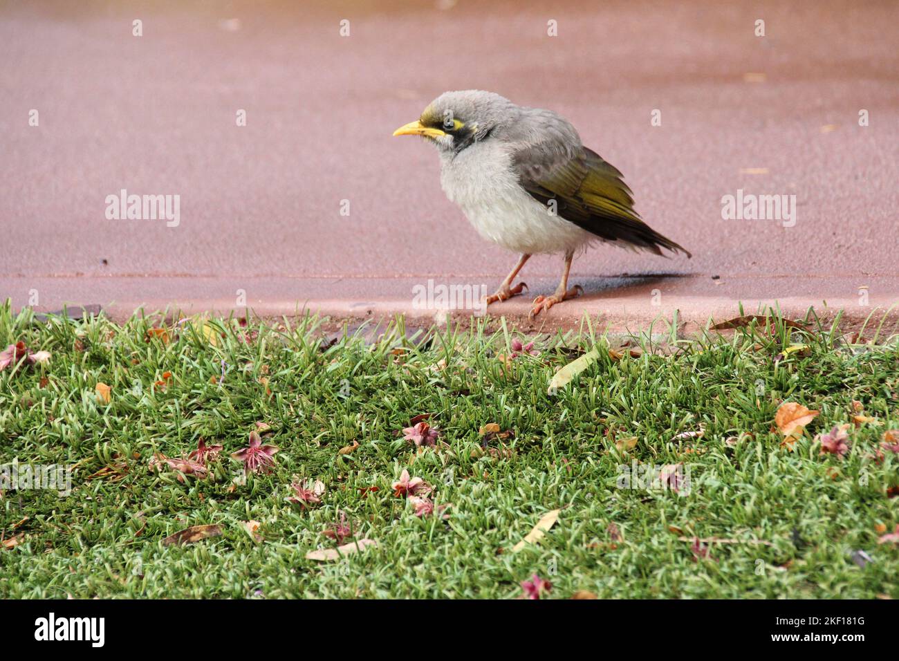 sparrow in australia Stock Photo - Alamy
