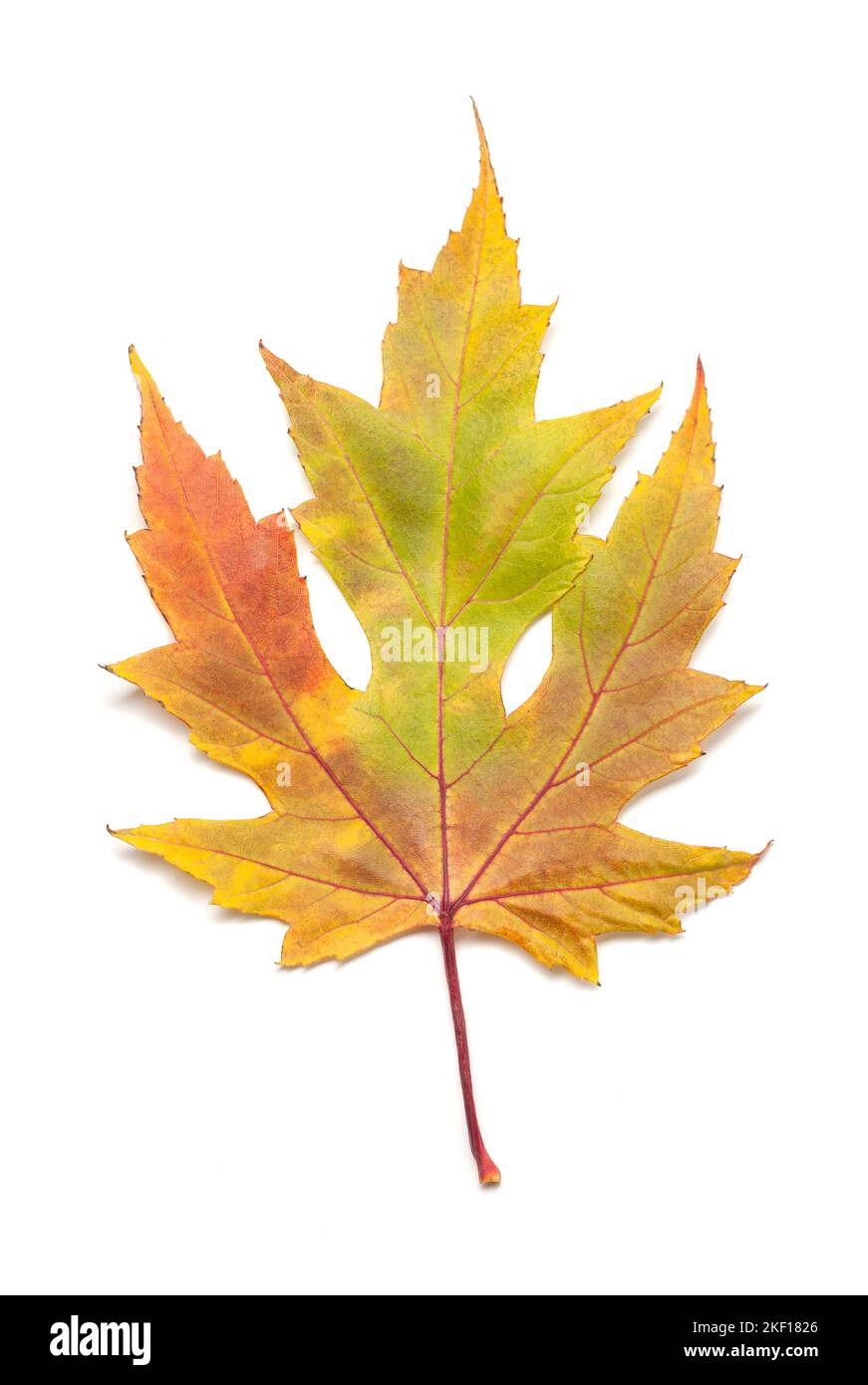 Colorful autumn maple leaf isolated on white background Stock Photo - Alamy