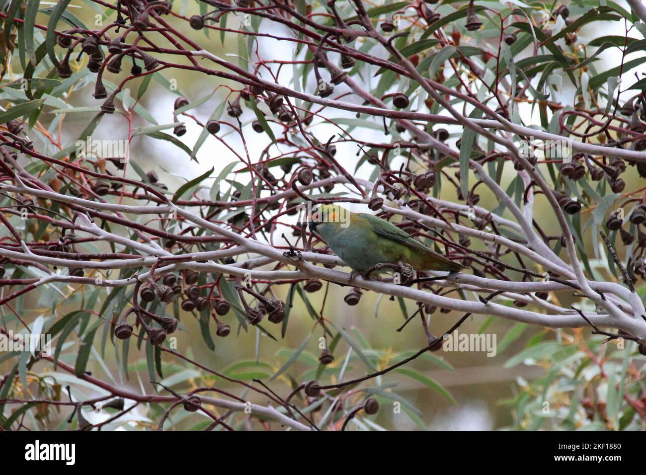 parrot or parakeet in australia Stock Photo - Alamy