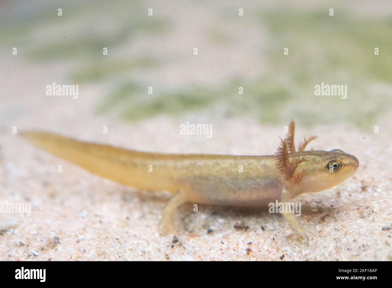 smooth newt eft or tadpole Stock Photo - Alamy