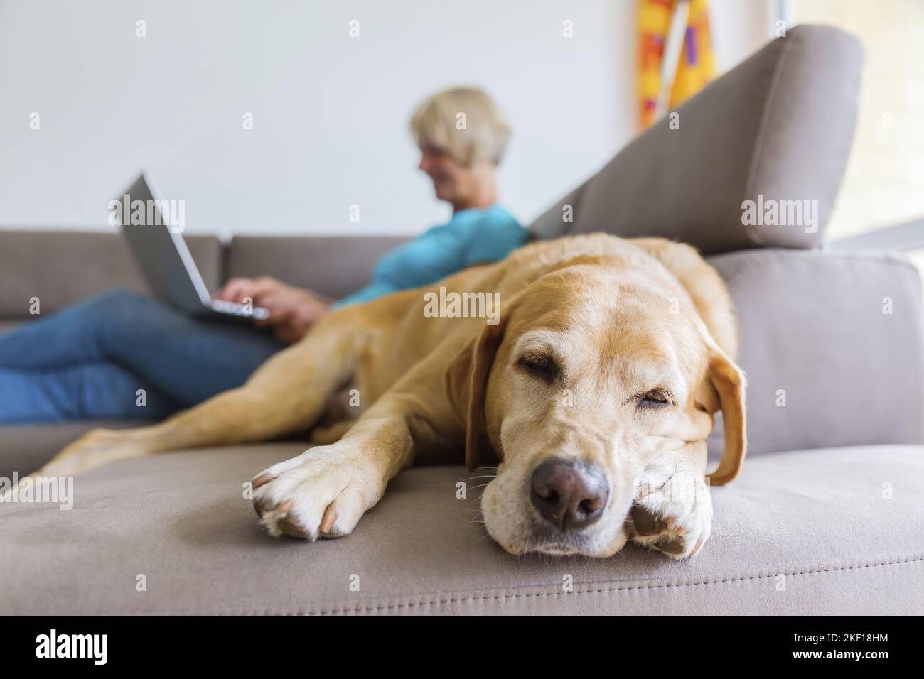 woman with Labrador Retriever Stock Photo - Alamy