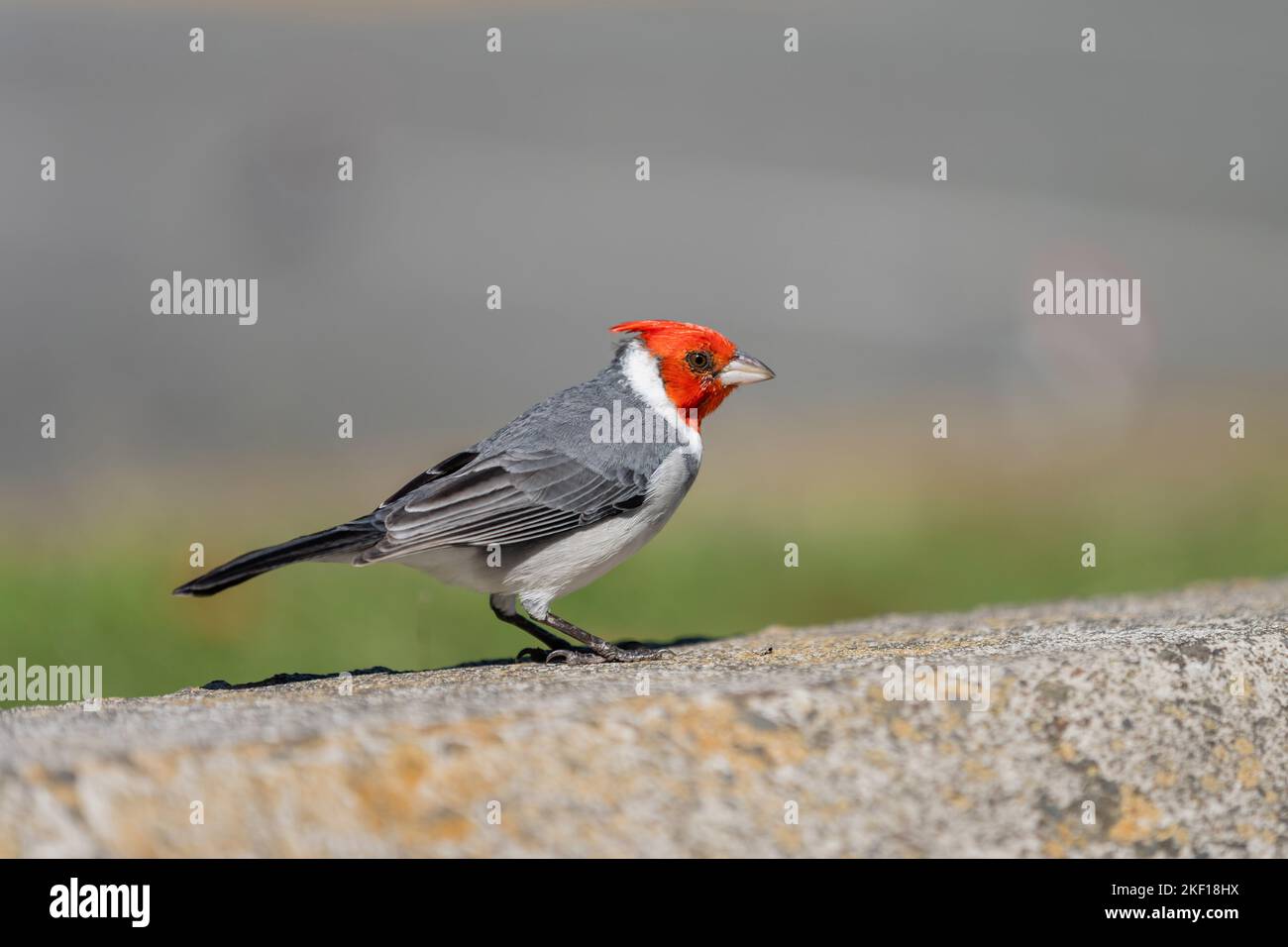 Brazilian cardinal hi-res stock photography and images - Alamy
