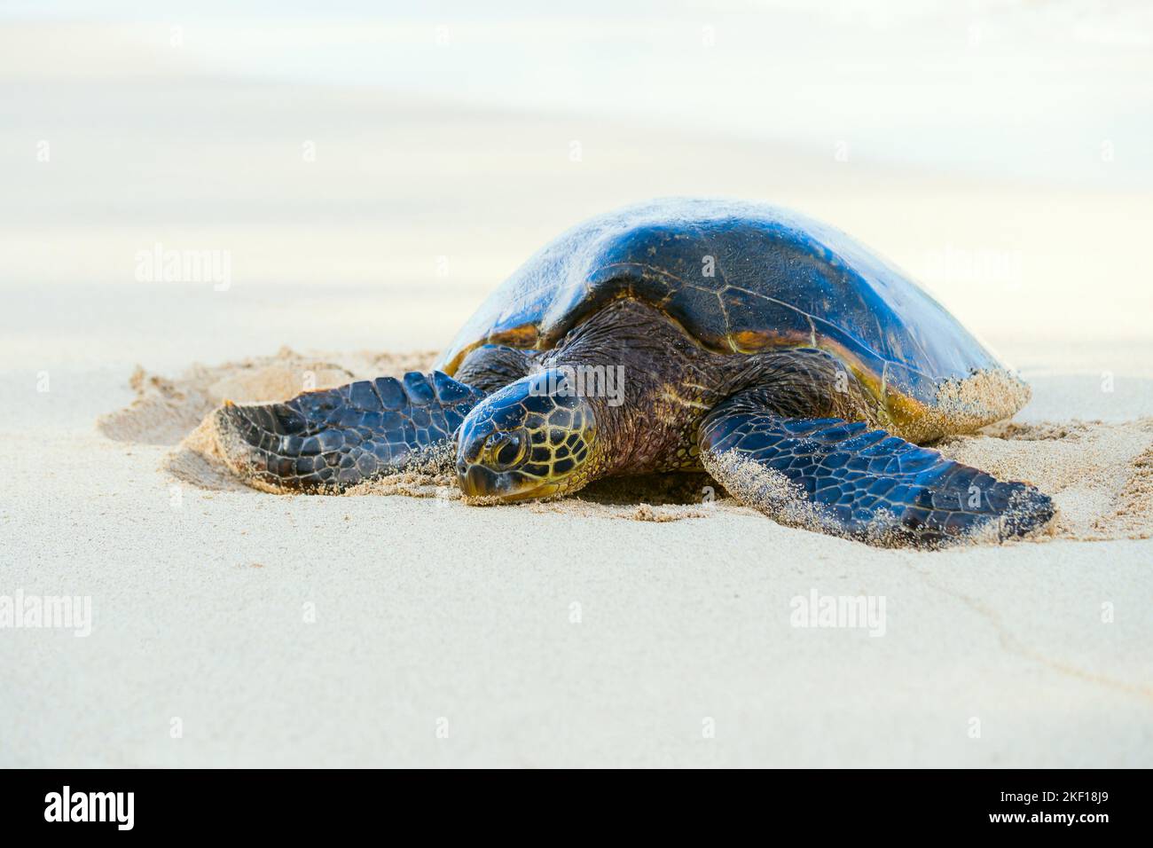 Hidden necked turtle hi-res stock photography and images - Alamy
