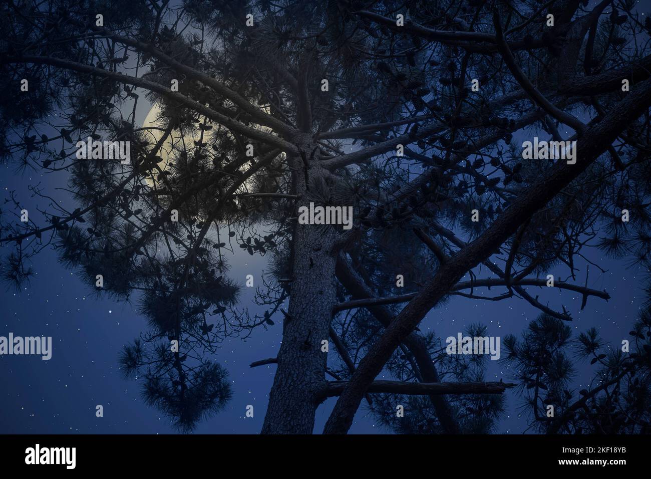 Full moon dusk pine hi-res stock photography and images - Alamy