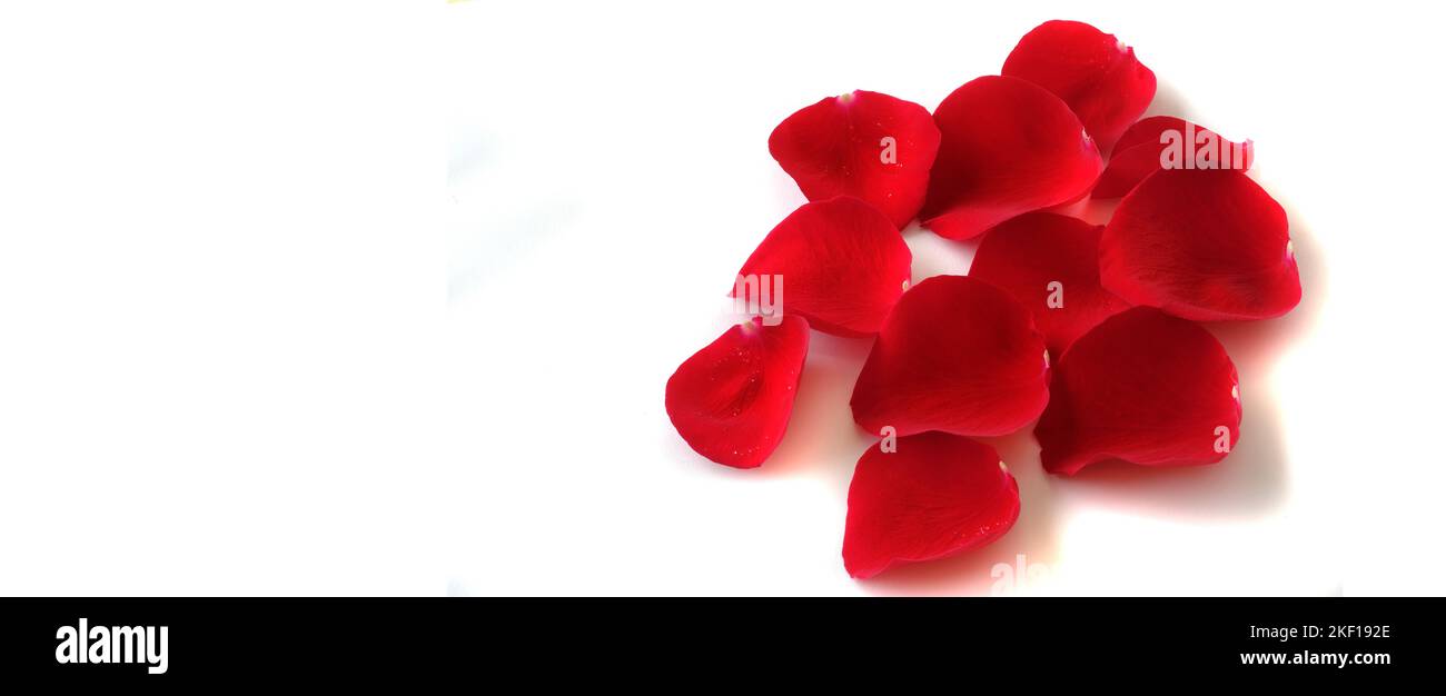Rose petals as gift soft on white background Stock Photo - Alamy