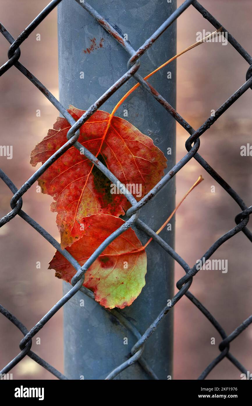Fall autumn leaf caught in chain link fence nature and industry Stock ...