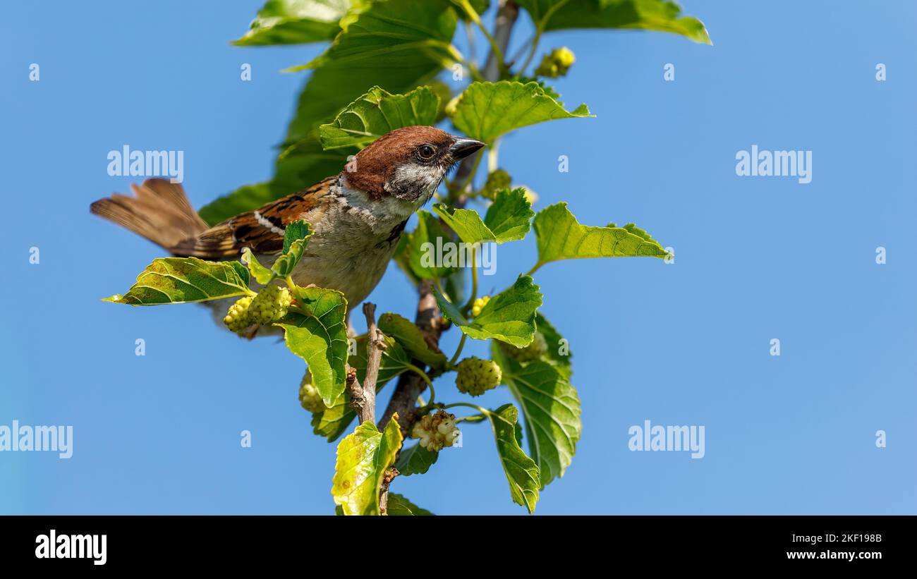 Eurasian tree sparrow portrait hi-res stock photography and images - Alamy