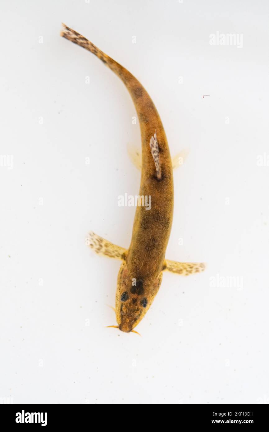 Stone loach on a white background Stock Photo - Alamy