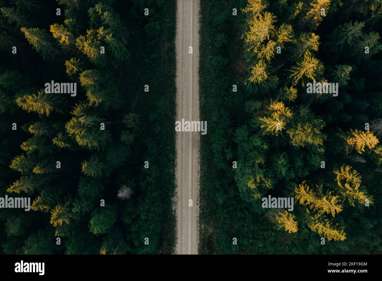 An aerial shot of a road surrounded by trees in a forest Stock Photo ...