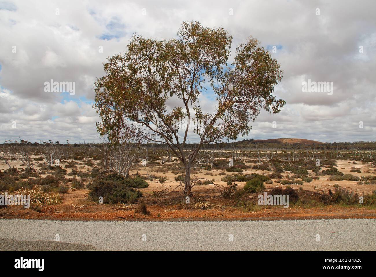 gum trees and prairie in australia Stock Photo - Alamy