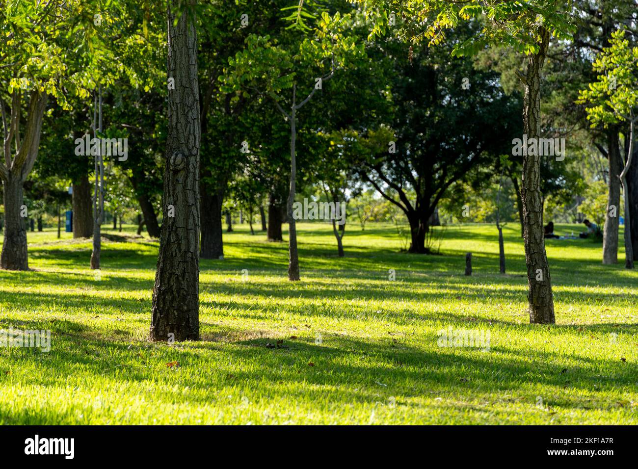 sunset in a park, light filtering through the trees, latin america ...