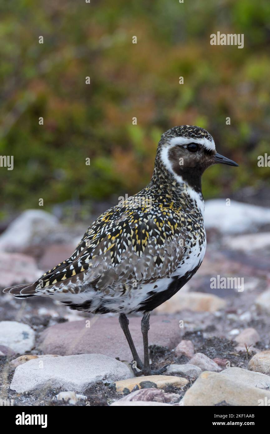 Goldregenpfeifer, Prachtkleid, Brutkleid, Gold-Regenpfeifer ...