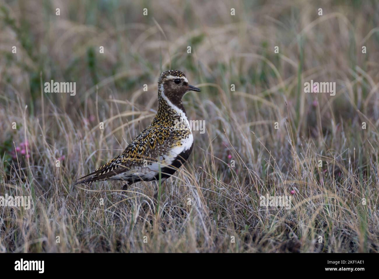 Pluvier doré hi-res stock photography and images - Alamy