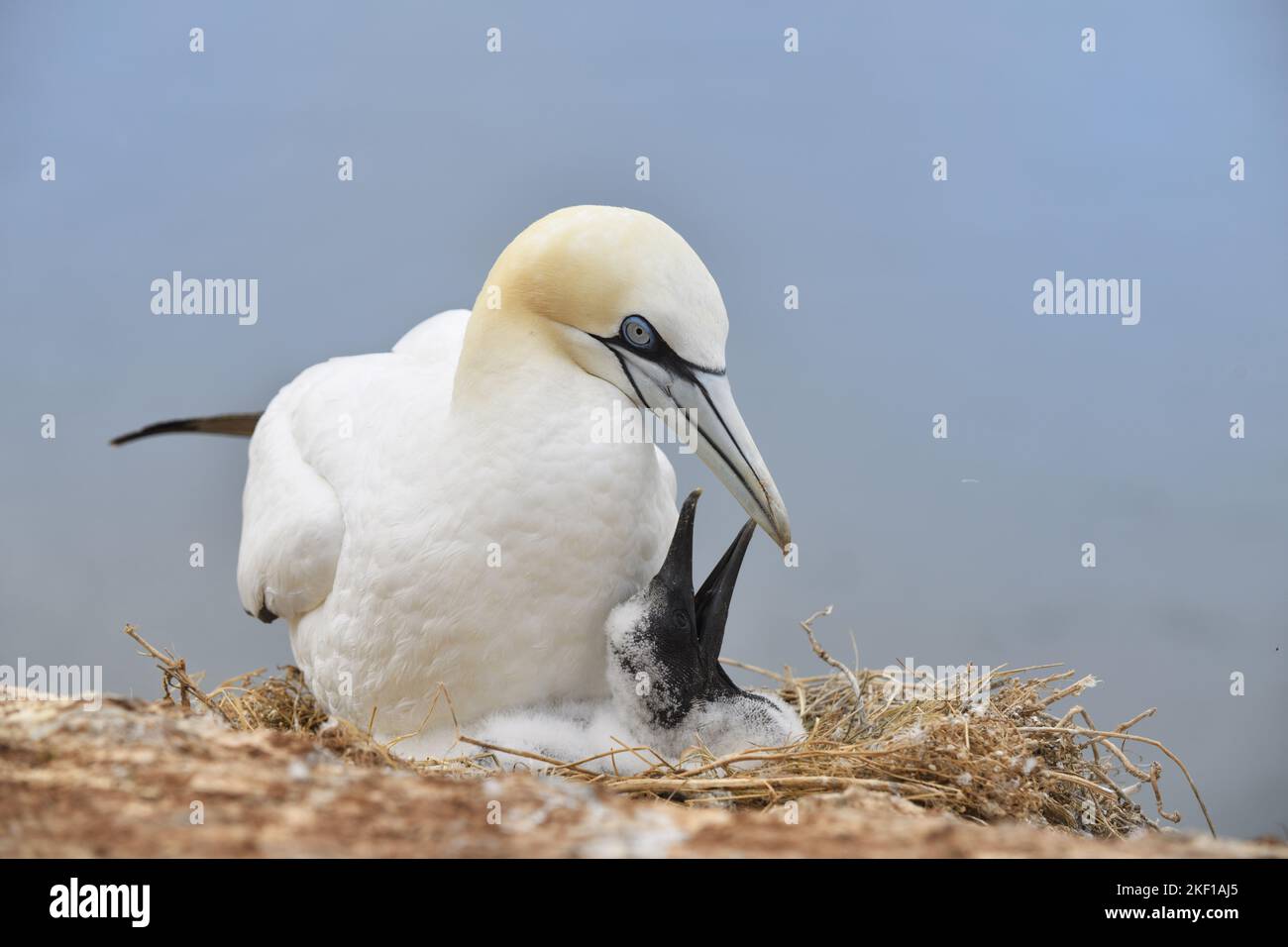 Gannet chick bill hi-res stock photography and images - Alamy