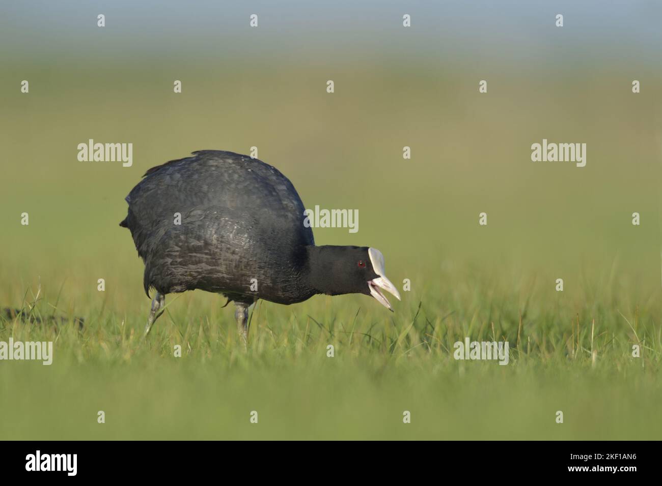 Coot eating grass hi-res stock photography and images - Alamy