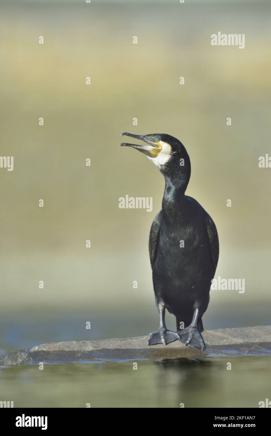Standing cormorant hi-res stock photography and images - Alamy
