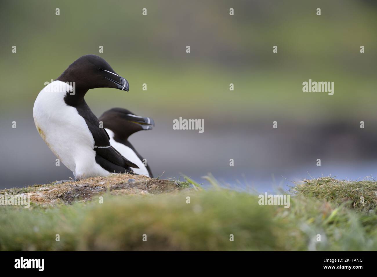 Razorbill side view hi-res stock photography and images - Alamy