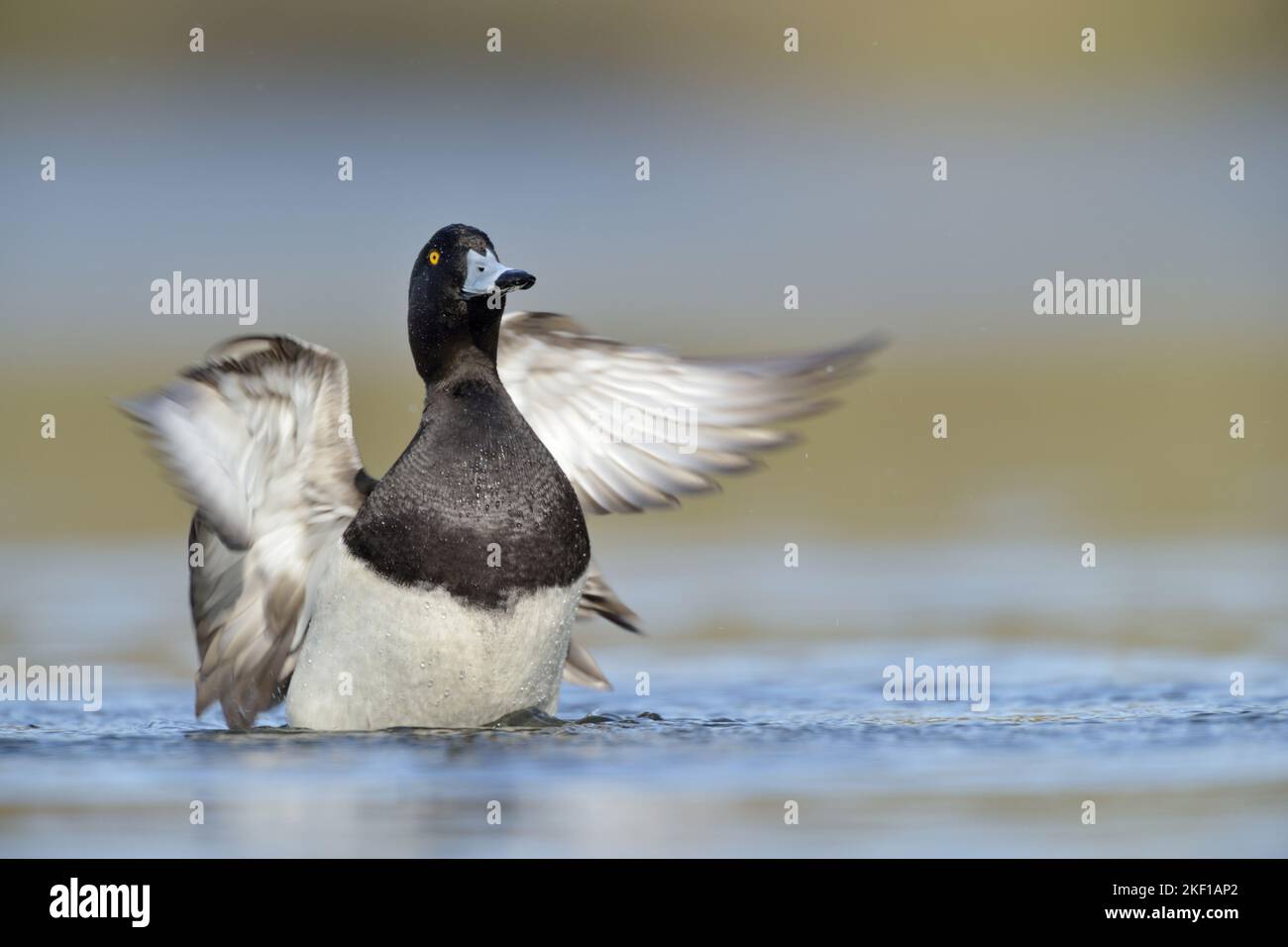 Tufted duck behavior hi-res stock photography and images - Alamy