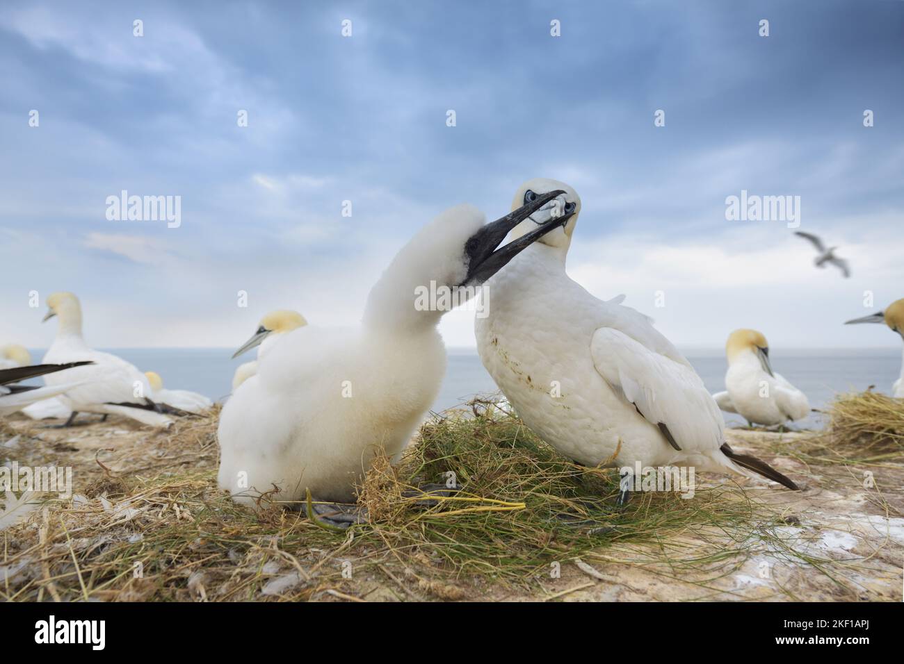 Baby gannets hi-res stock photography and images - Alamy