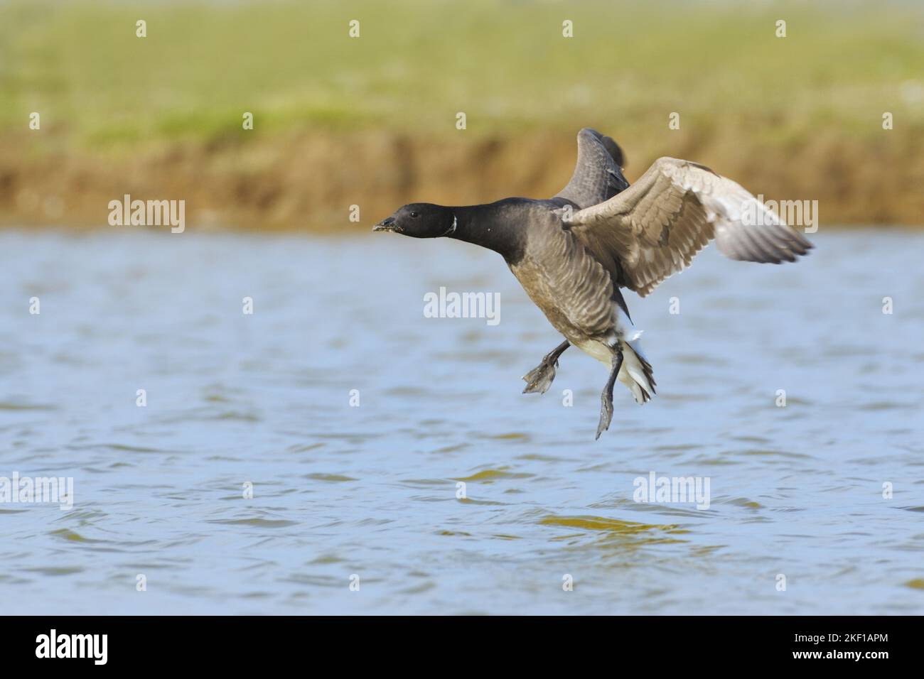 Brant river hi-res stock photography and images - Alamy