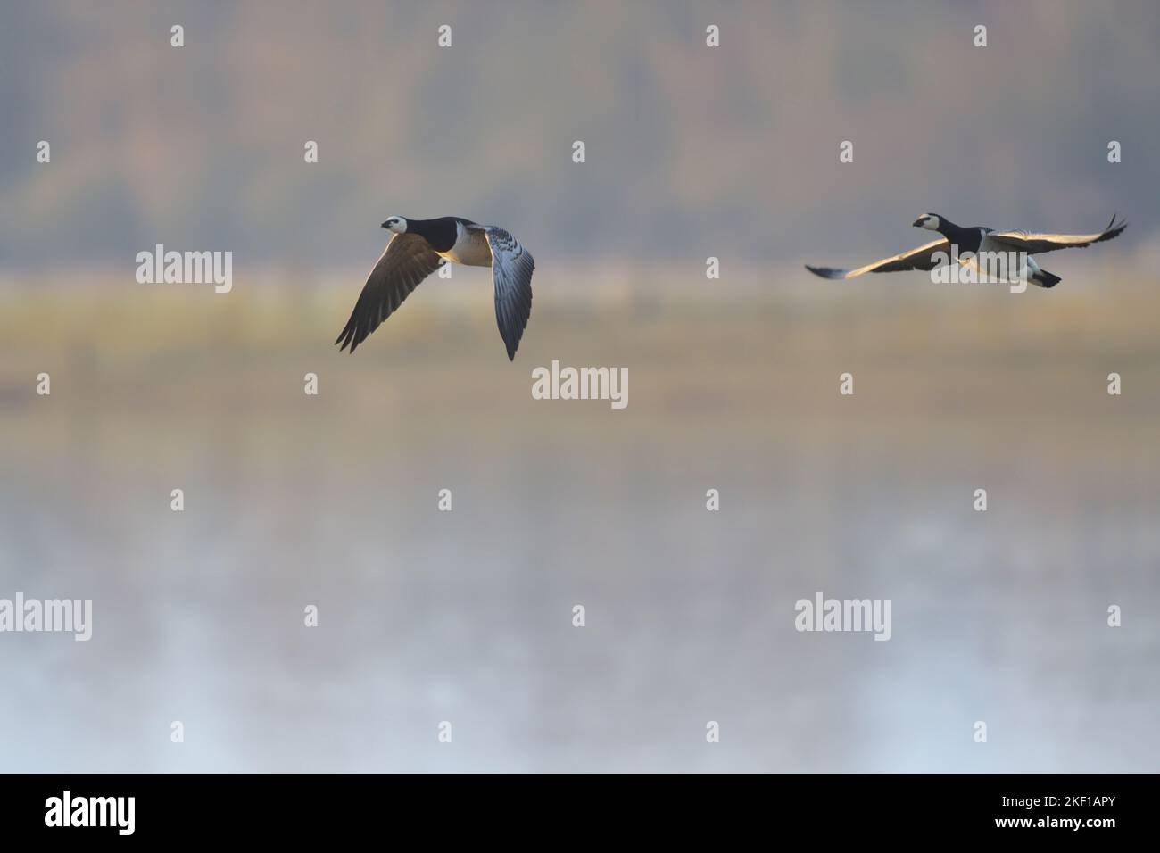 flying barnacle goose Stock Photo - Alamy