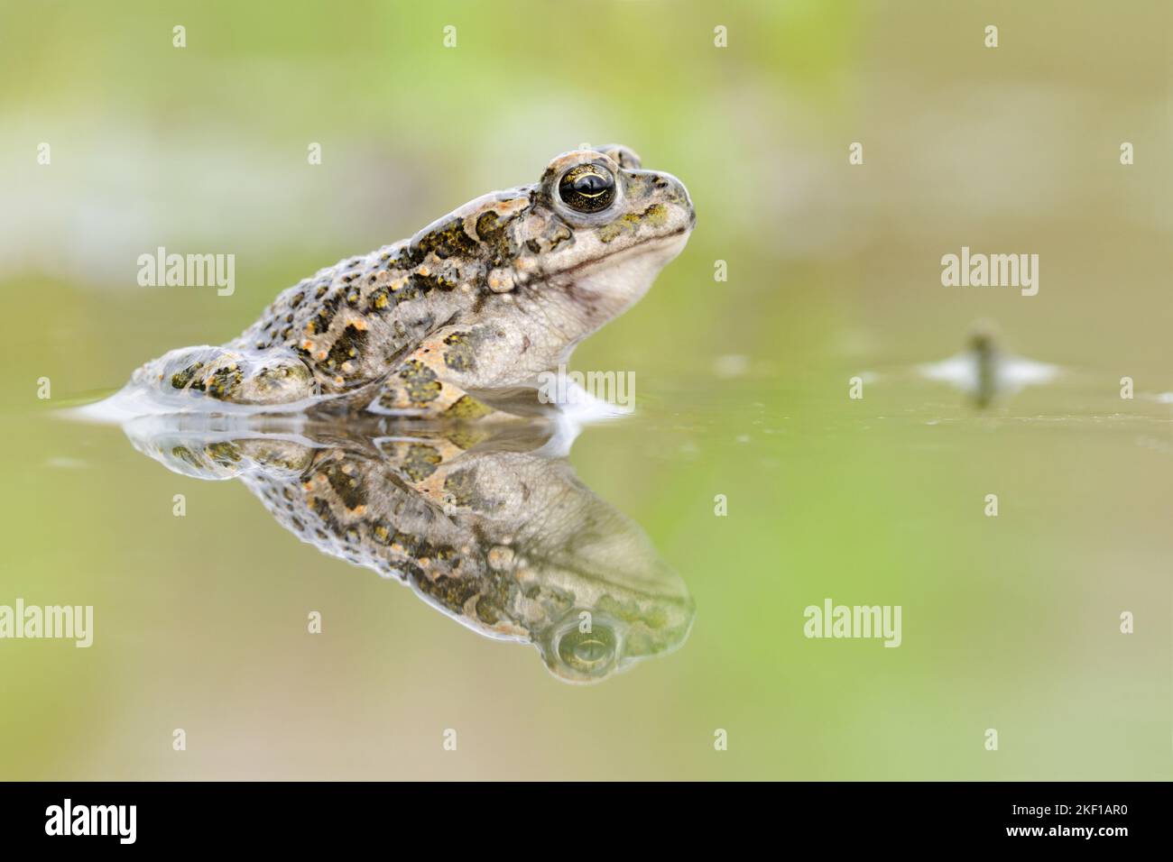 European Green Toad Stock Photo - Alamy