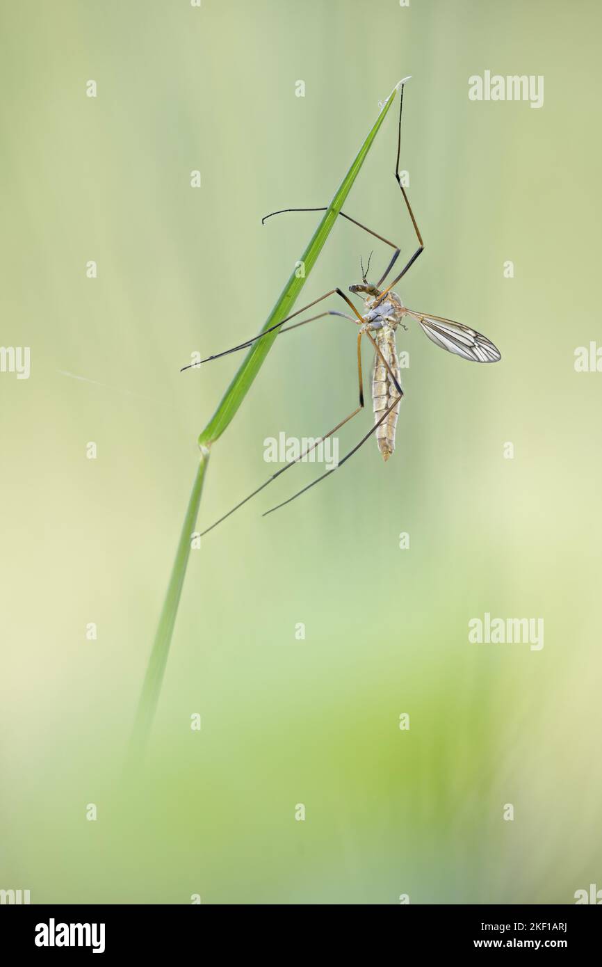 Marsh cranefly hi-res stock photography and images - Alamy